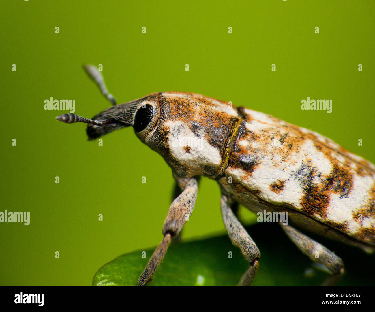 Weevil insect hi-res stock photography and images - Alamy