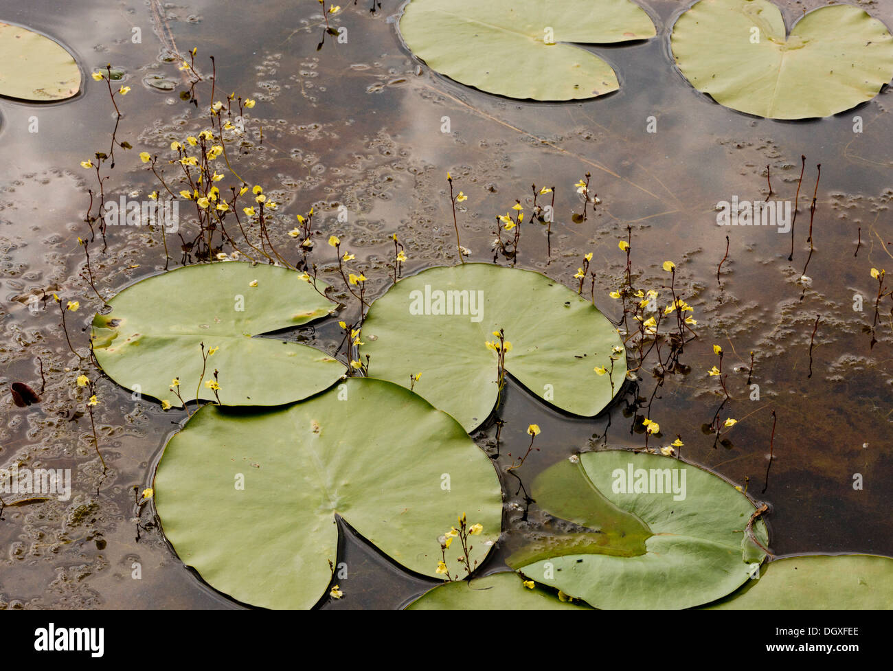 Lesser Bladderwort, Utricularia minor in flower among white water-lily ...