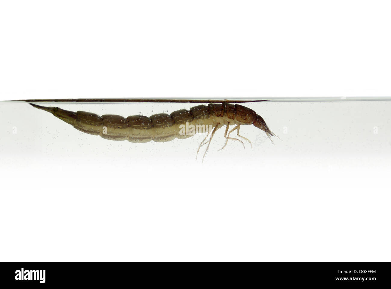 of dragon-fly swimming in water larva Stock Photo - Alamy