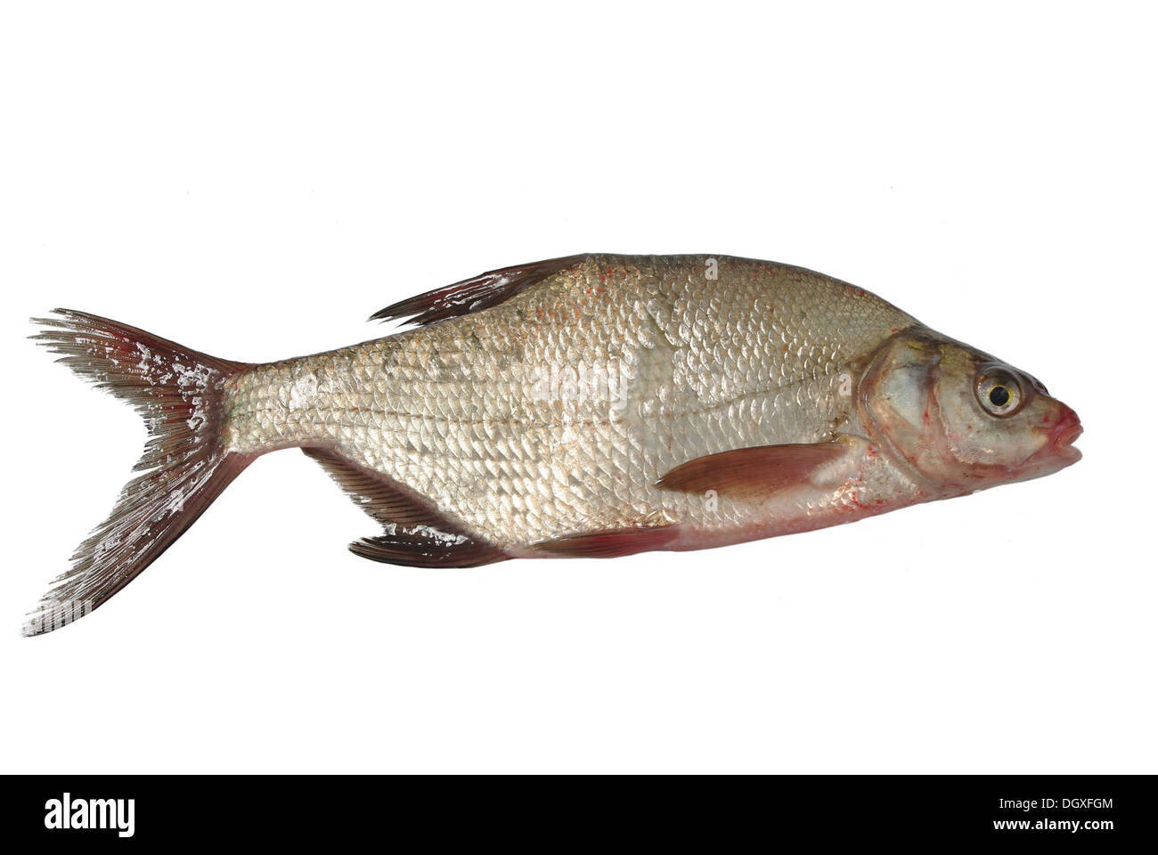 large fresh bream on white background Stock Photo - Alamy