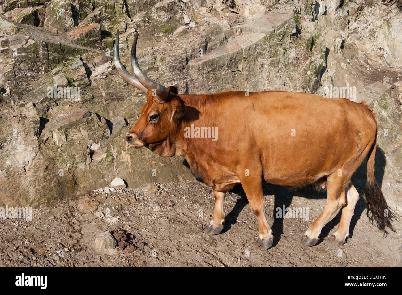 Cachena cow, Peneda Geres National Park, Minho province, Portugal Stock ...