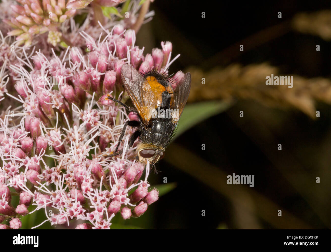 A parasitic fly, Tachina fera or similar; parasitic on butterflies and ...