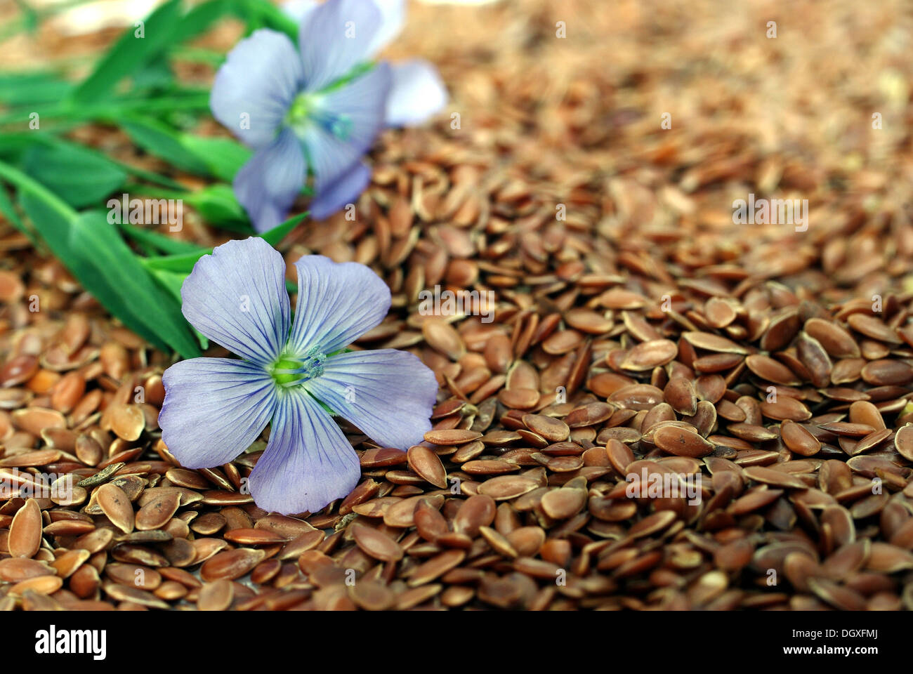 the plant of flax from blue flowers on seeds Stock Photo - Alamy