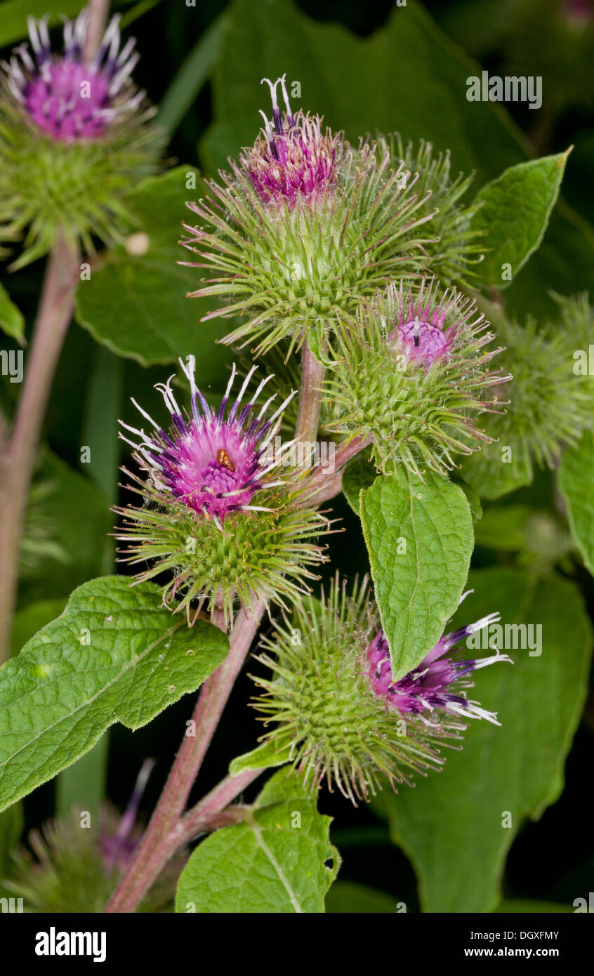 Burdock arctium sp hi-res stock photography and images - Alamy