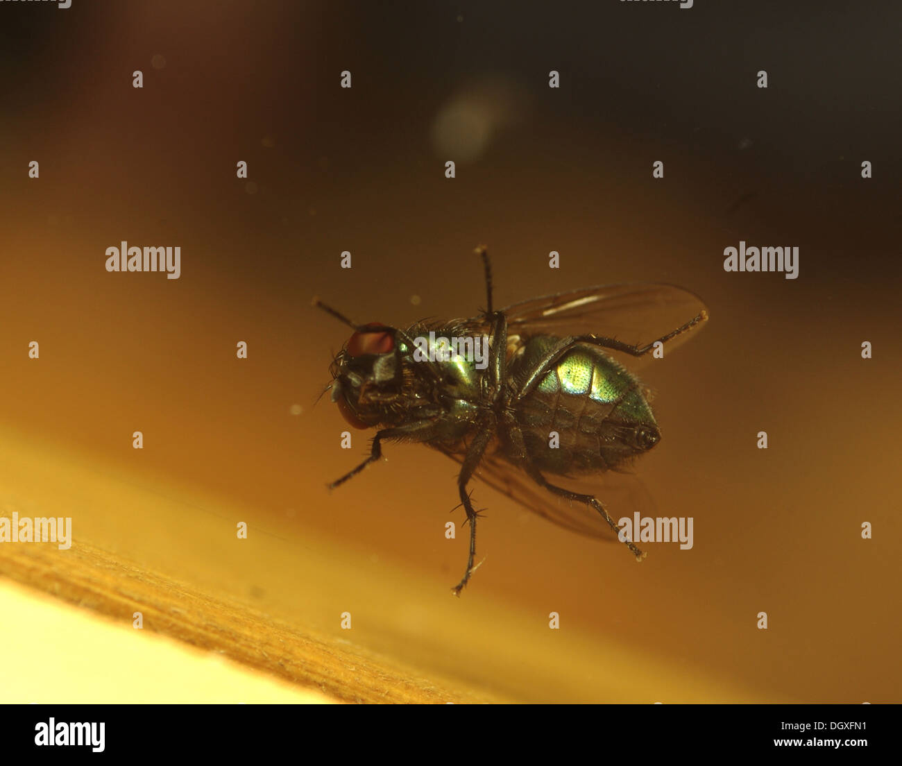 green sitting on pane fly Stock Photo - Alamy