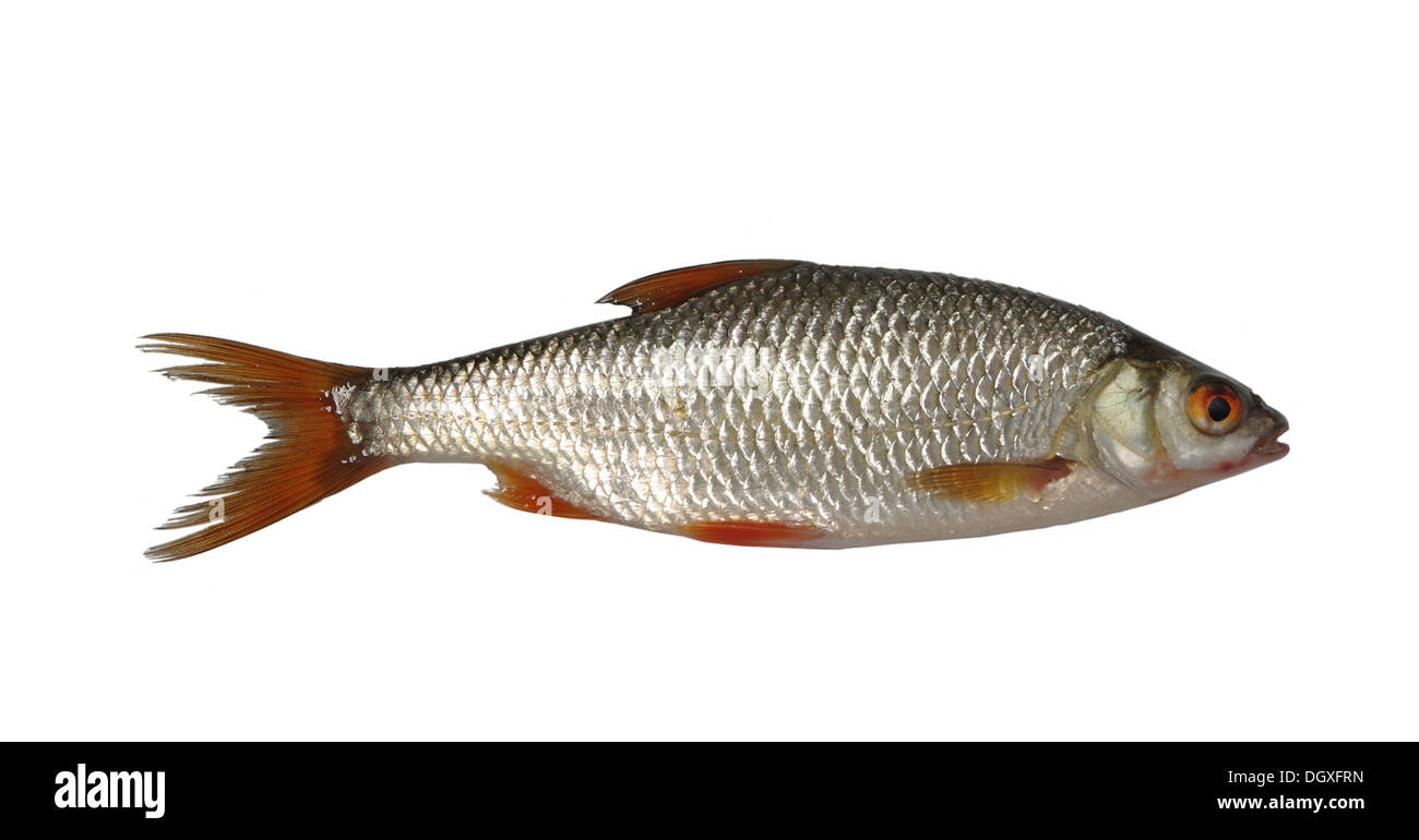 large fresh roach on white background Stock Photo - Alamy