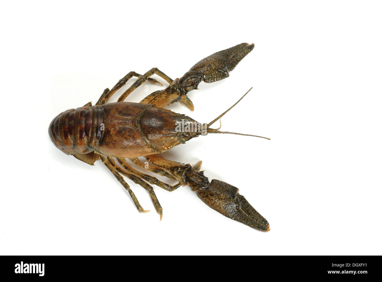 big crayfish on white background Stock Photo - Alamy