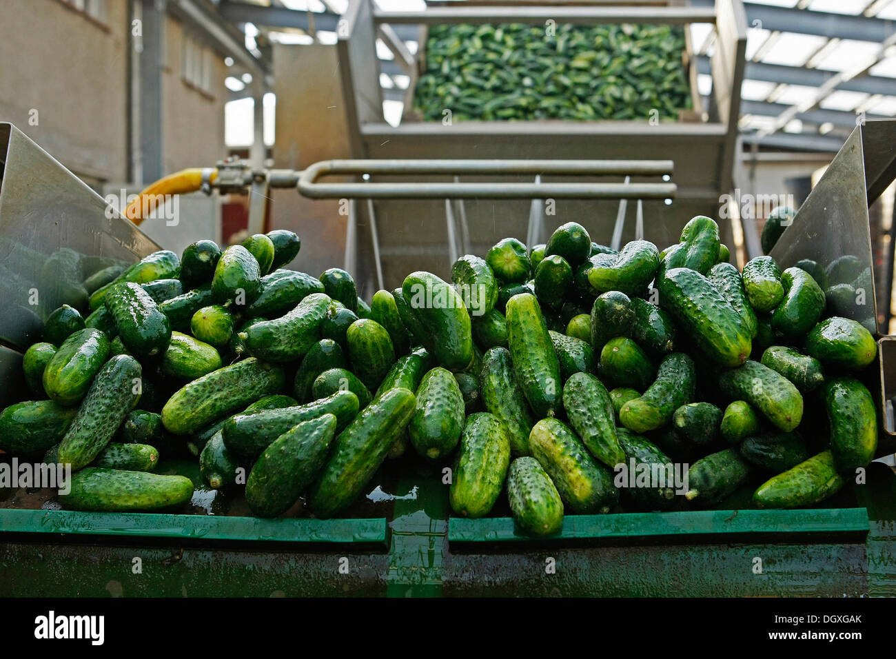 Cucumber processing in the Spreewald region, Spreewald-Mueller ...
