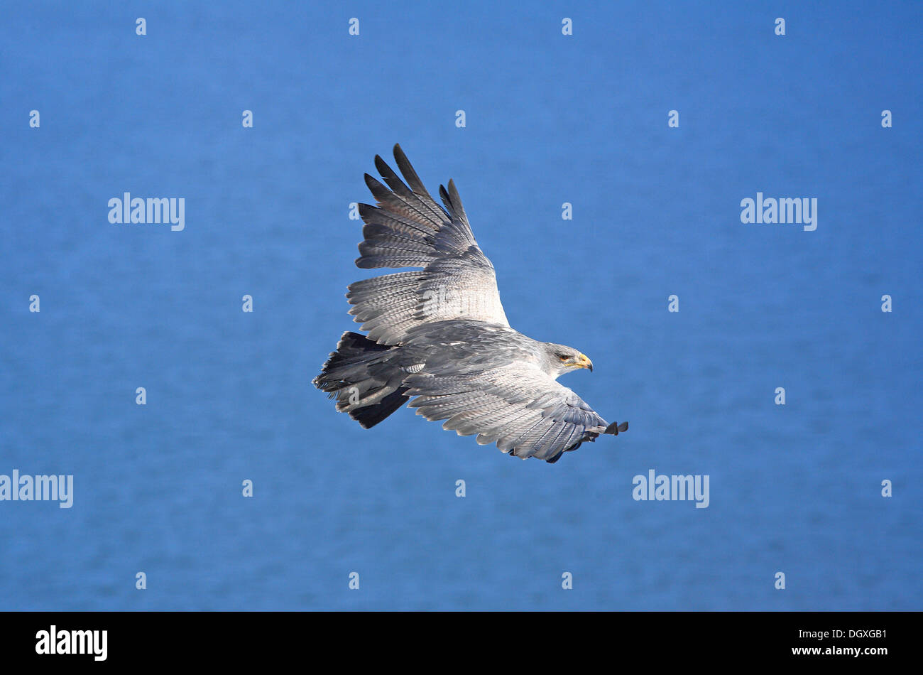 Grey eagle buzzards hi-res stock photography and images - Alamy