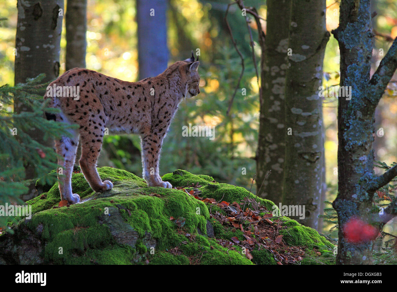 Eurasian Lynx or Northern Lynx (Lynx lynx) standing on a rock ...