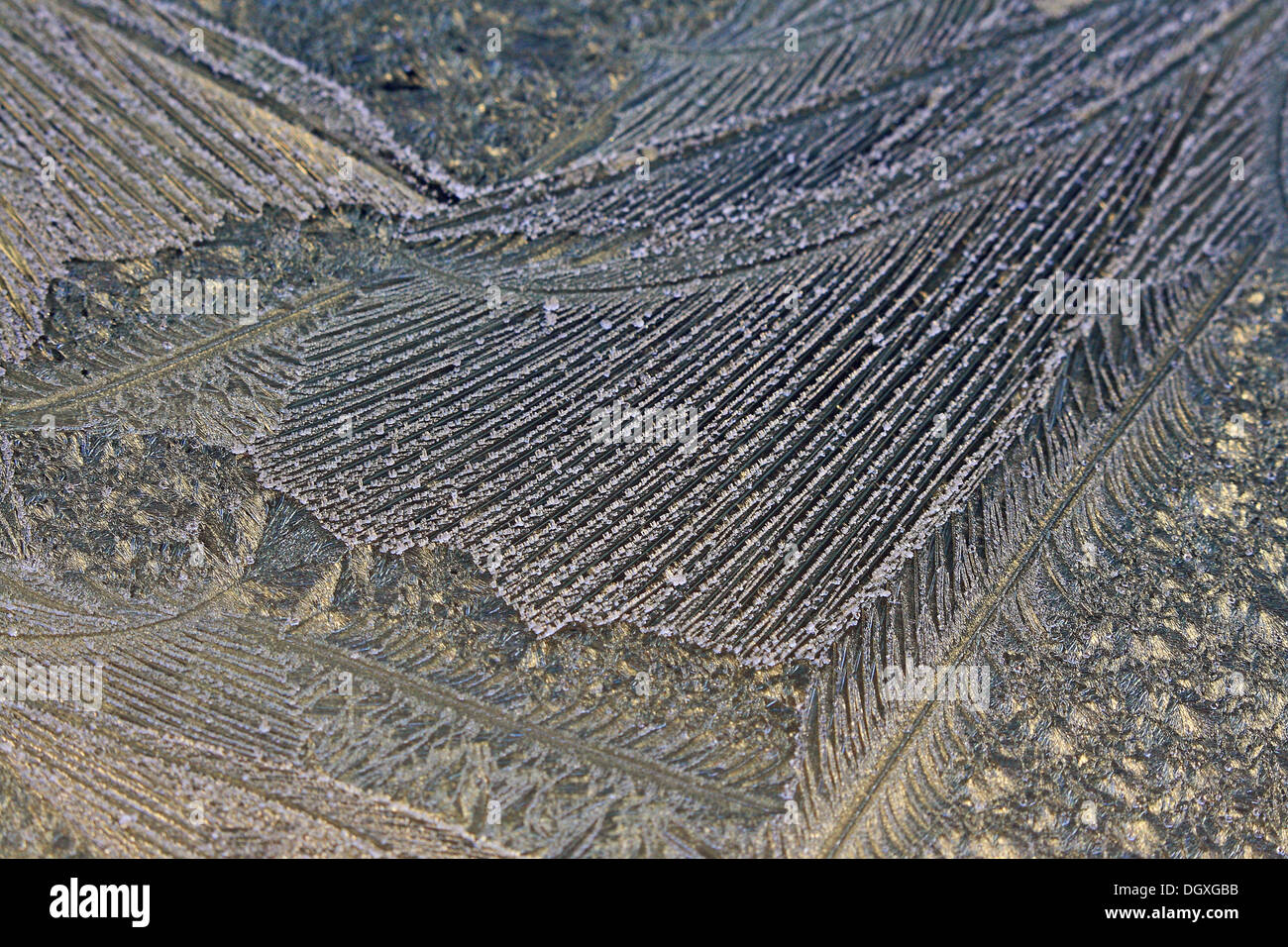 Fern ice pattern hi-res stock photography and images - Alamy