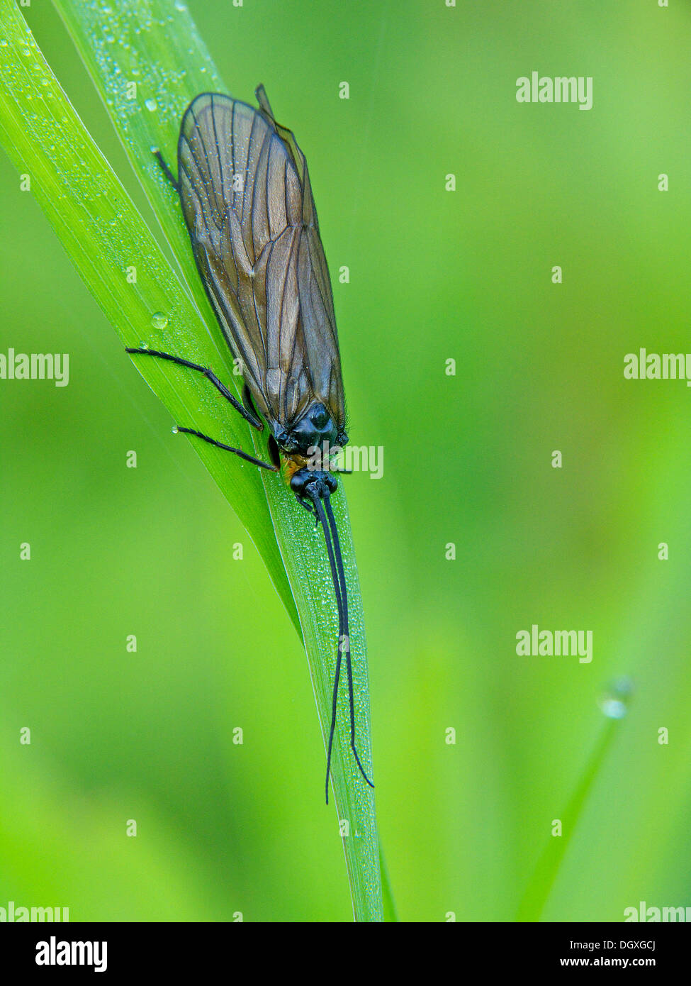 Alderfly (Sialis sp Stock Photo - Alamy