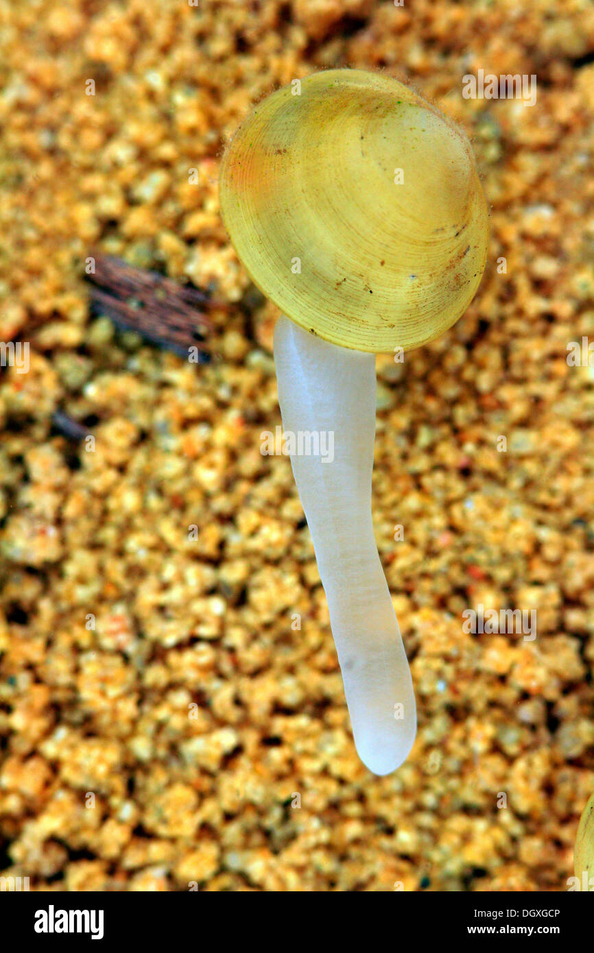 Greater European peaclam (Pisidium amnicum Stock Photo - Alamy