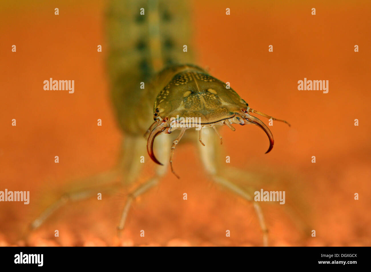 Great diving beetles hi-res stock photography and images - Alamy