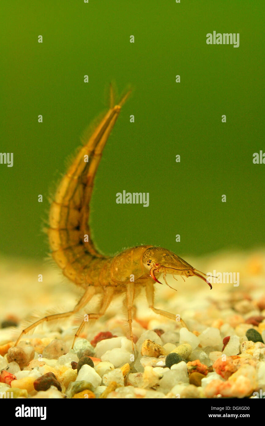 Larva of the Great diving beetle (Dytiscus marginalis Stock Photo - Alamy