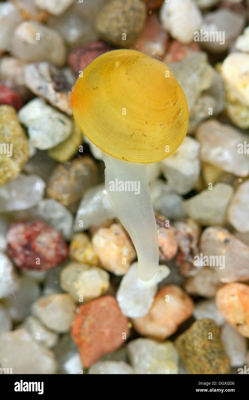 Greater European peaclam (Pisidium amnicum Stock Photo - Alamy