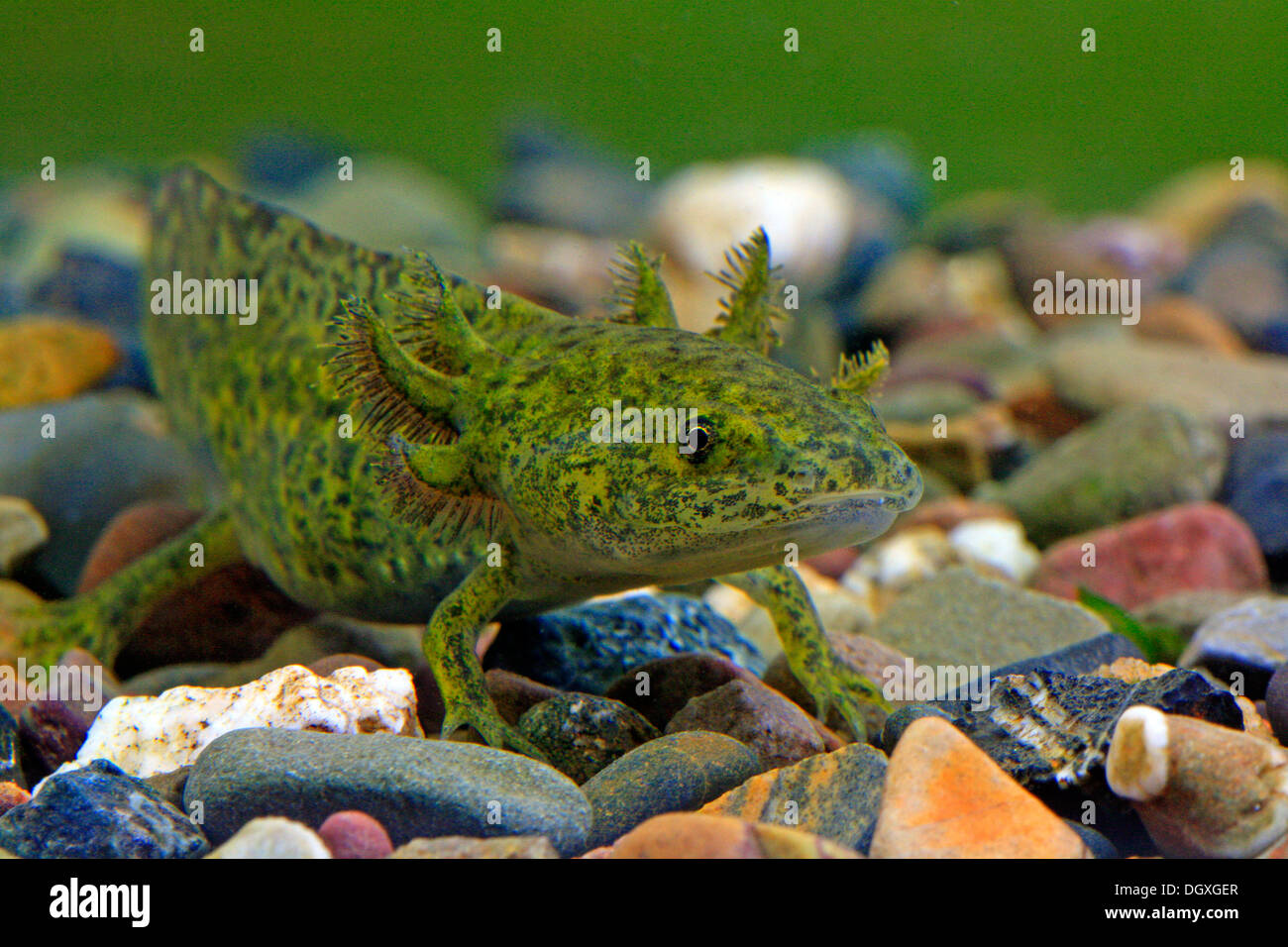 Axolotl hi-res stock photography and images - Alamy