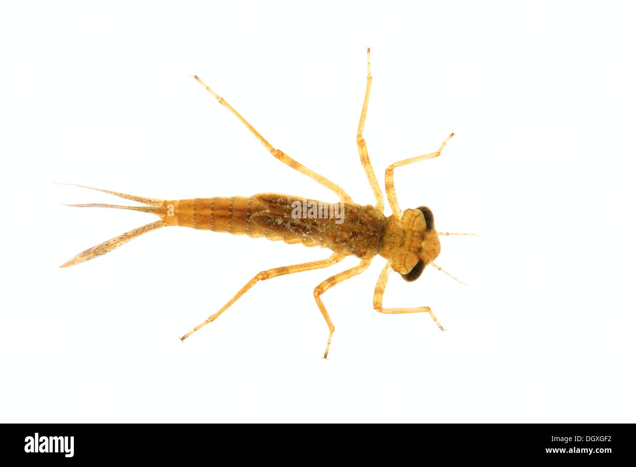 Zygoptera larva Cut Out Stock Images & Pictures - Alamy