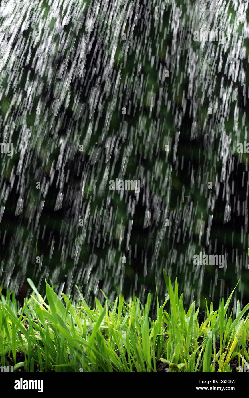 Sprinkler raining hi-res stock photography and images - Alamy