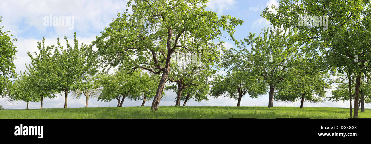 Tree orchard panoramic hi-res stock photography and images - Alamy