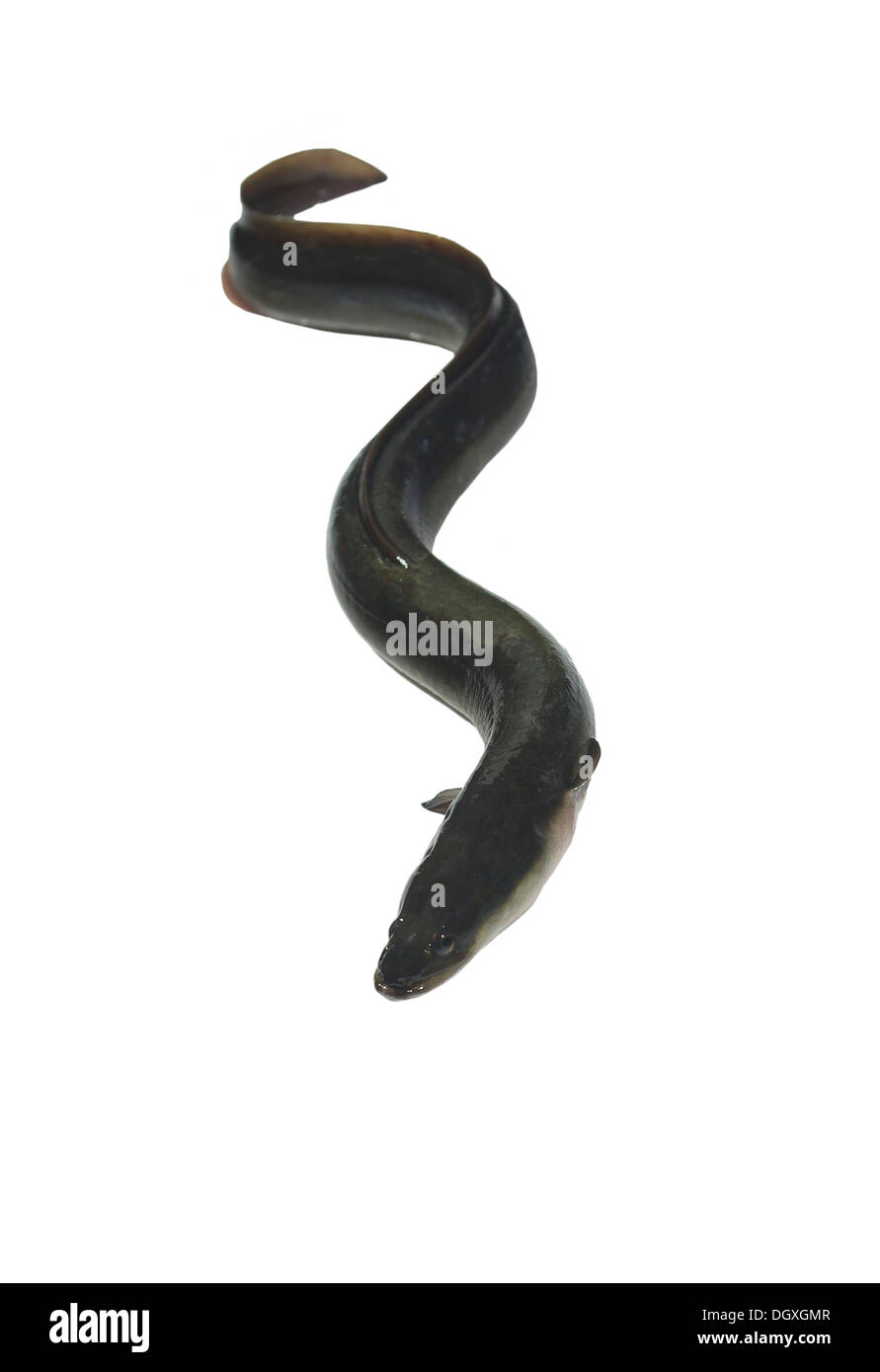 long eel on white background Stock Photo - Alamy