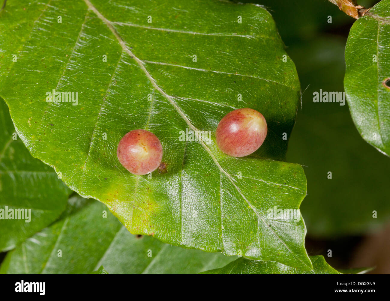 Gall Midge High Resolution Stock Photography and Images - Alamy
