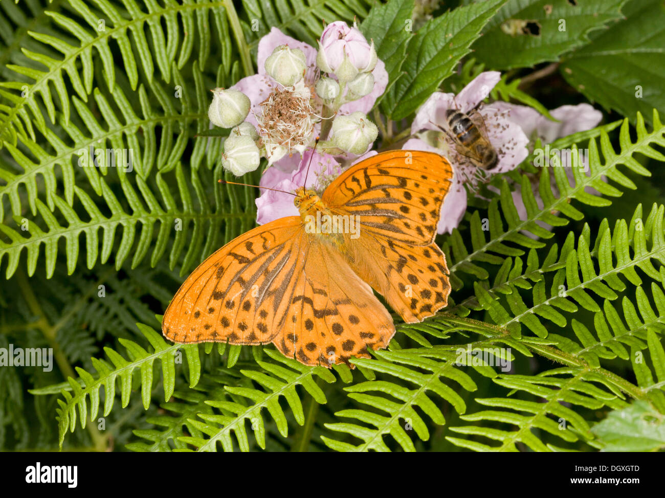 Silver washed fritillary butterfly hi-res stock photography and images ...