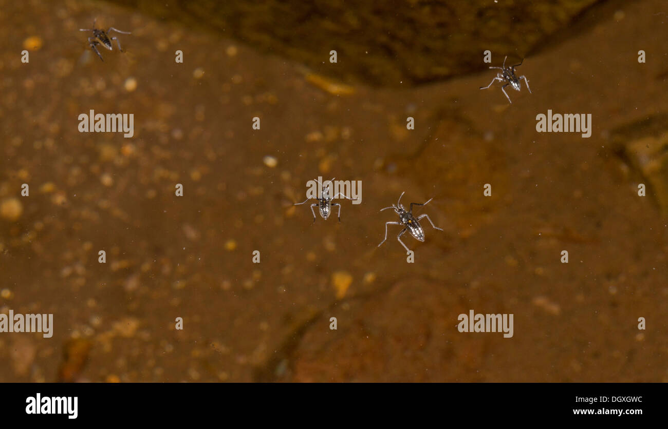 Water-crickets Velia caprai on the surface of a shady upland stream ...