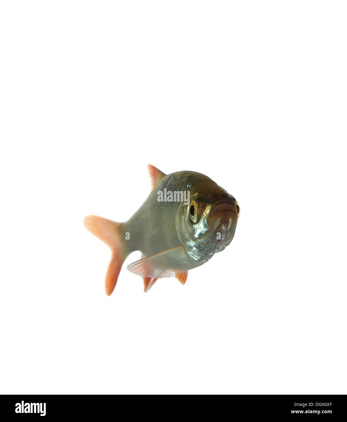 Rudd silver fish Cut Out Stock Images & Pictures - Alamy