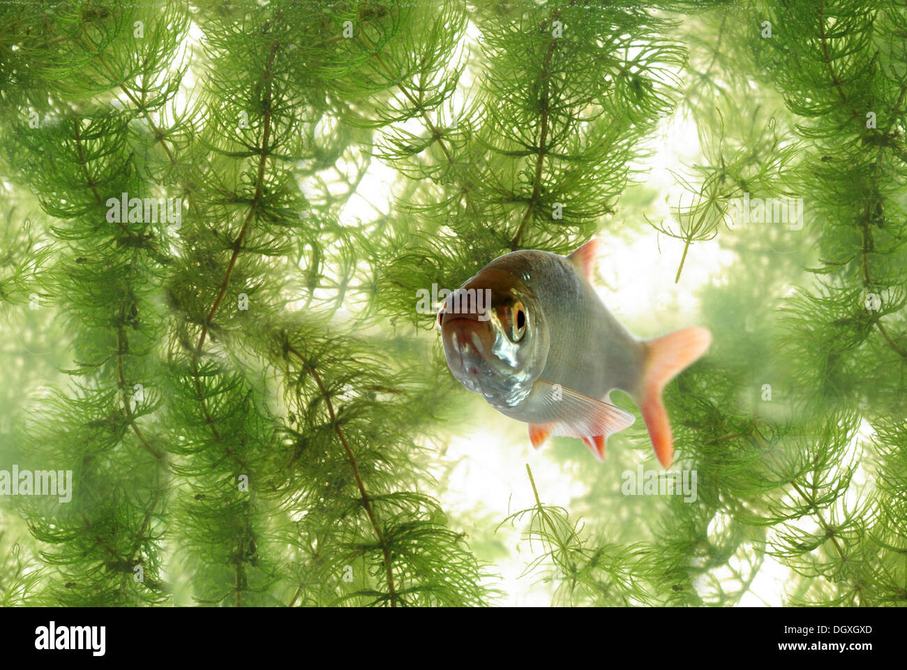 Small roach swimming water hi-res stock photography and images - Alamy