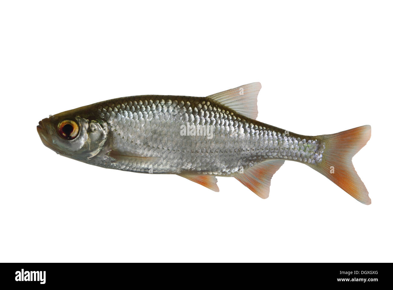 Rudd fish hi-res stock photography and images - Alamy