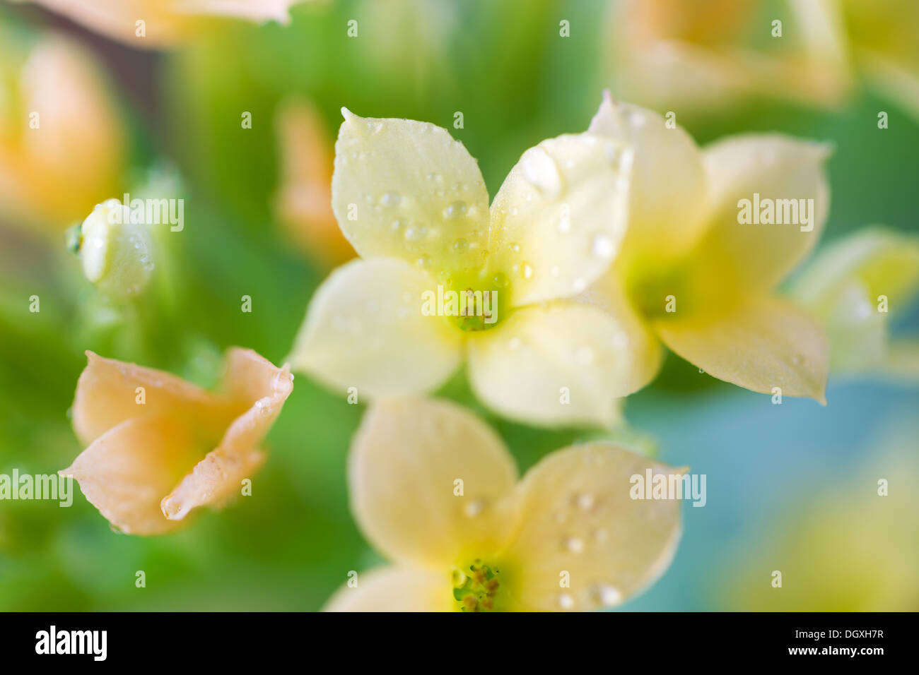 Marco flower hi-res stock photography and images - Alamy