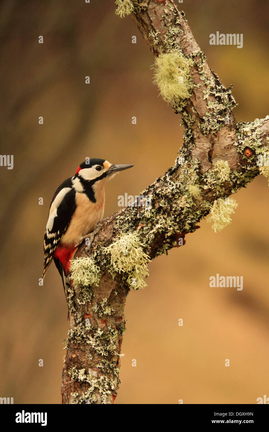 Scottish great spotted woodpecker hi-res stock photography and images ...