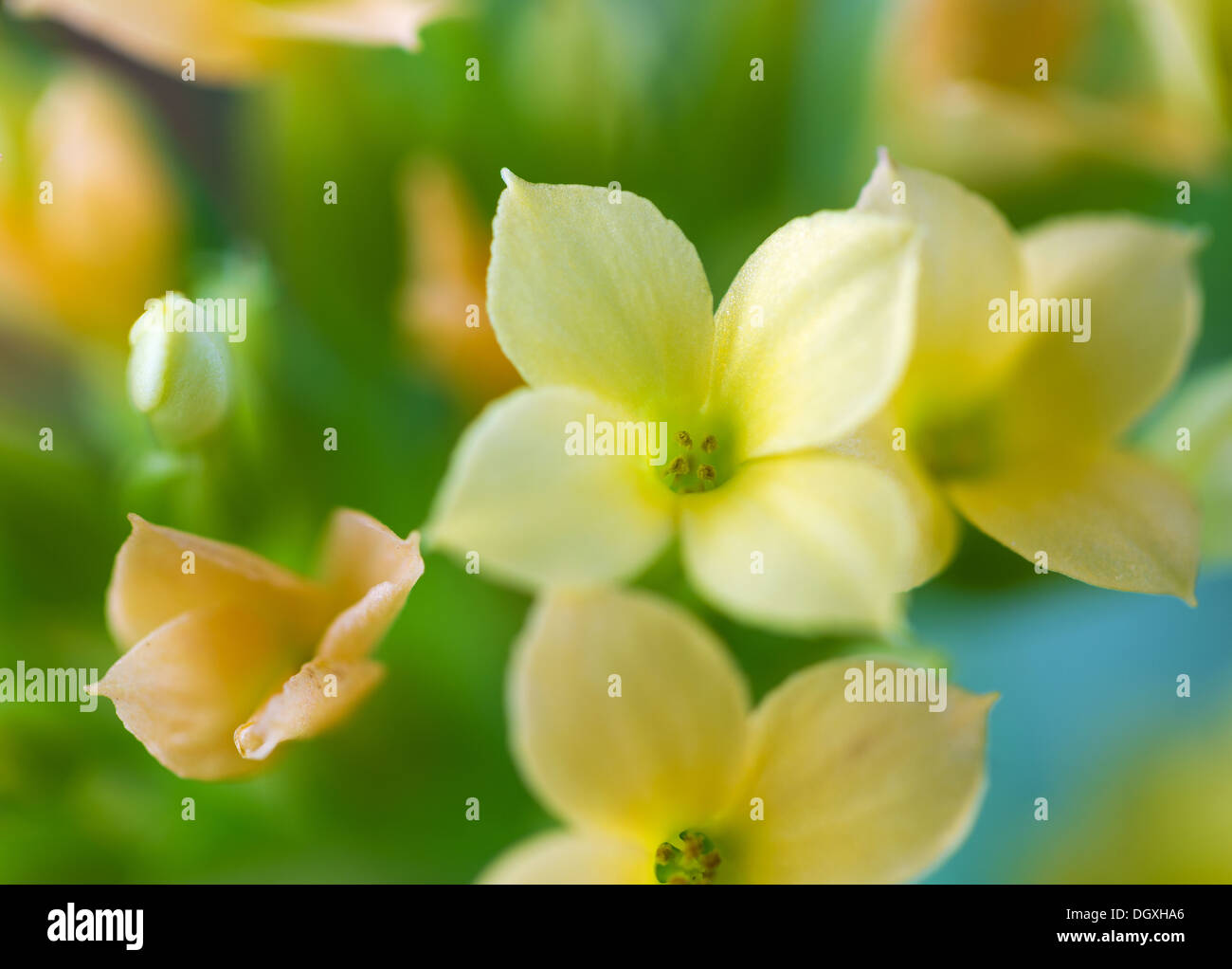 Marco flower hi-res stock photography and images - Alamy
