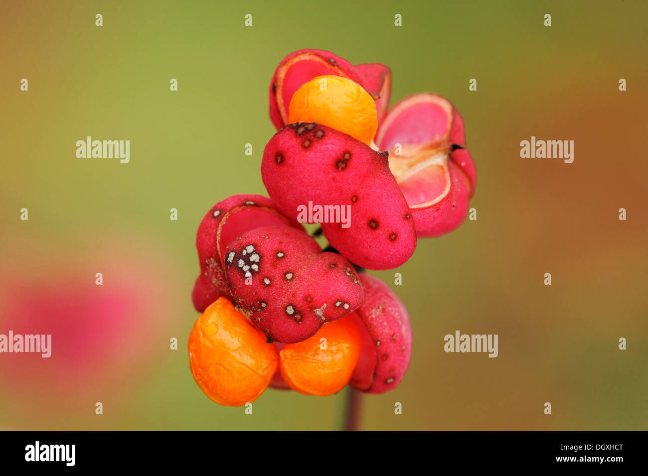 European Spindle Tree (Euonymus europaea), fruits and seeds Stock Photo ...