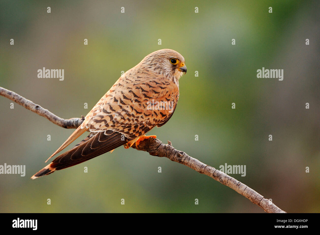 Female lesser kestrel hi-res stock photography and images - Alamy