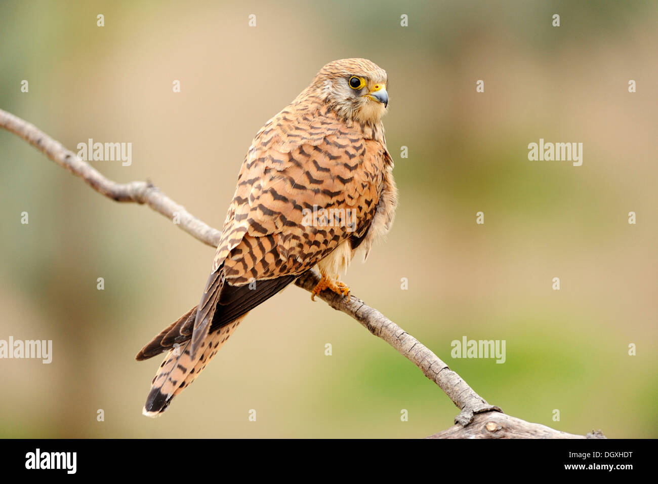 Lesser Kestrel