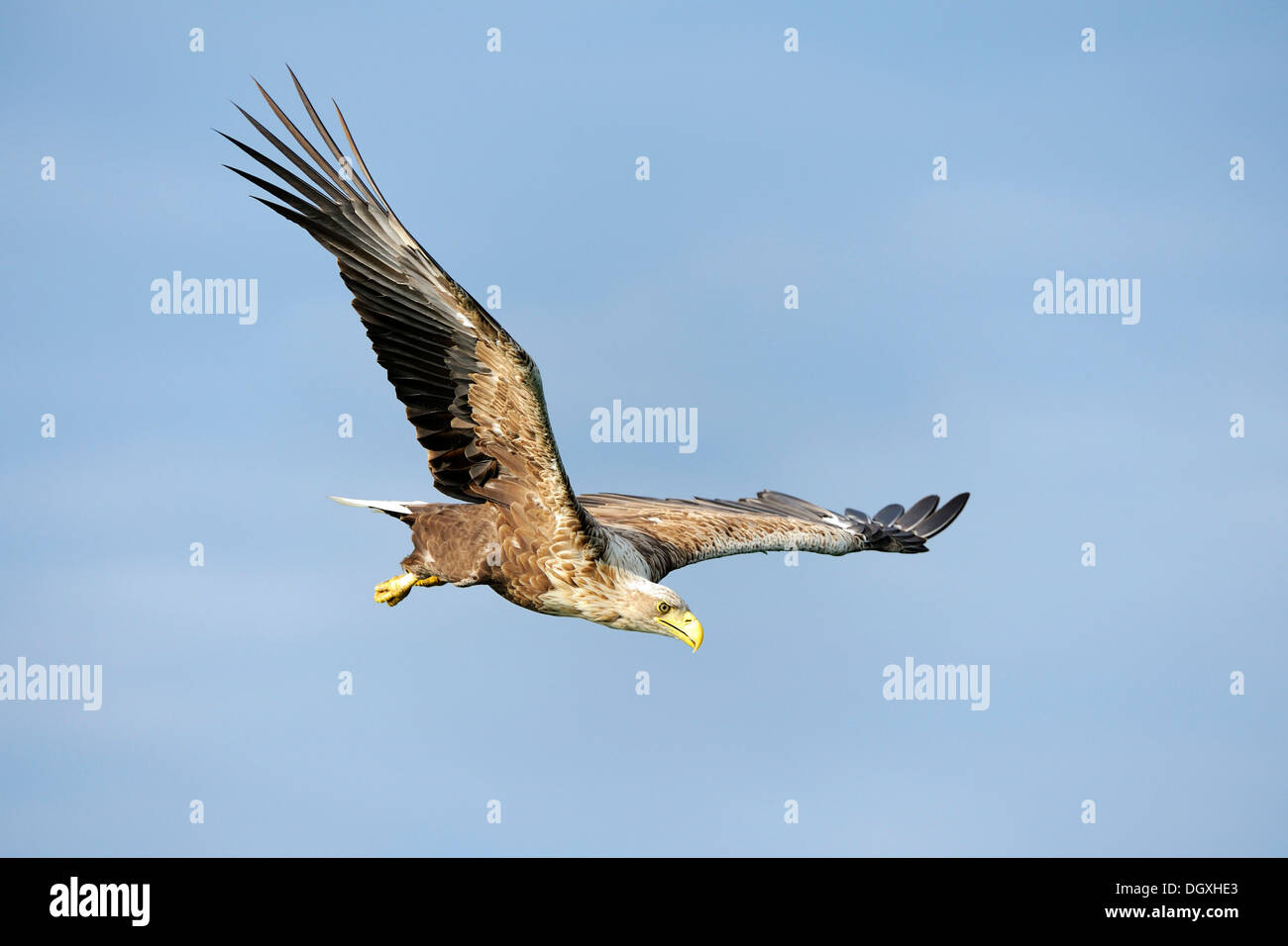 White tailed eagle haliaeetus albicilla approaching hi-res stock ...