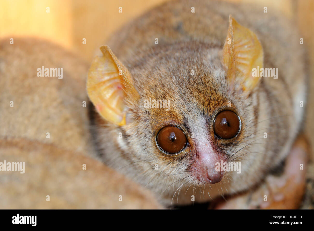 Gray Mouse Lemur (Microcebus murinus), smallest lemur in the world ...