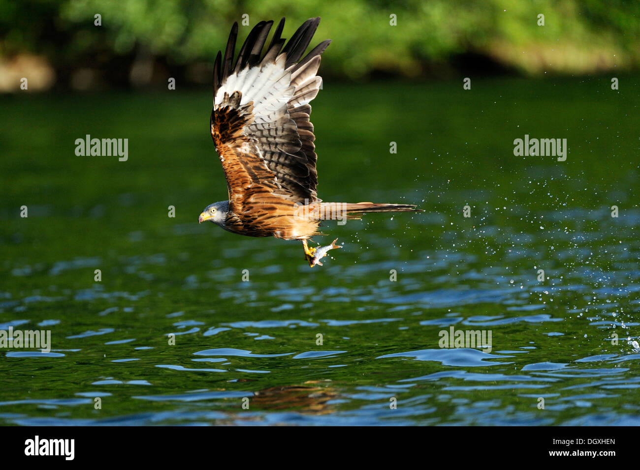 Red kite talons hi-res stock photography and images - Alamy