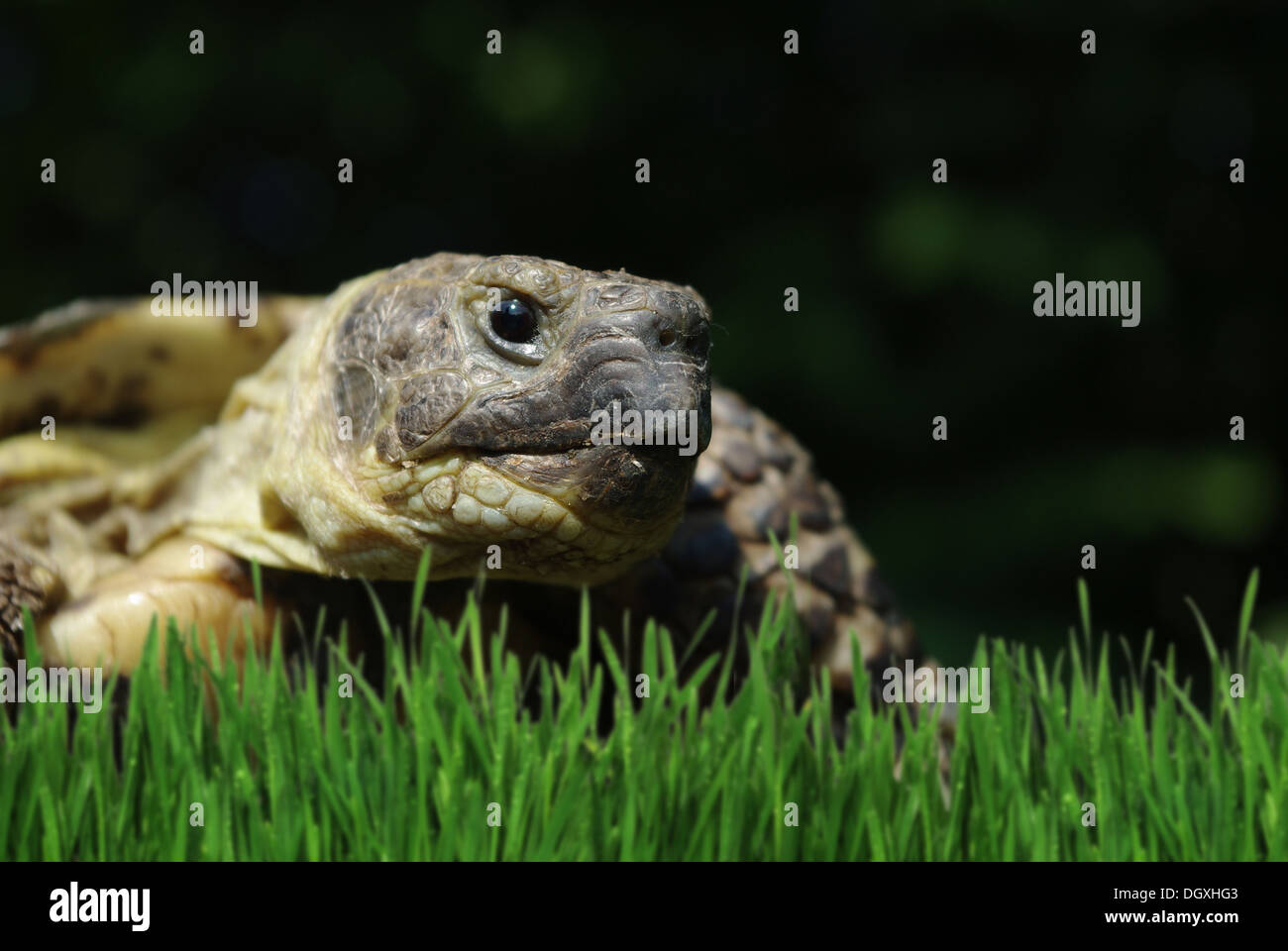grassland tortoise from upraised head Stock Photo - Alamy