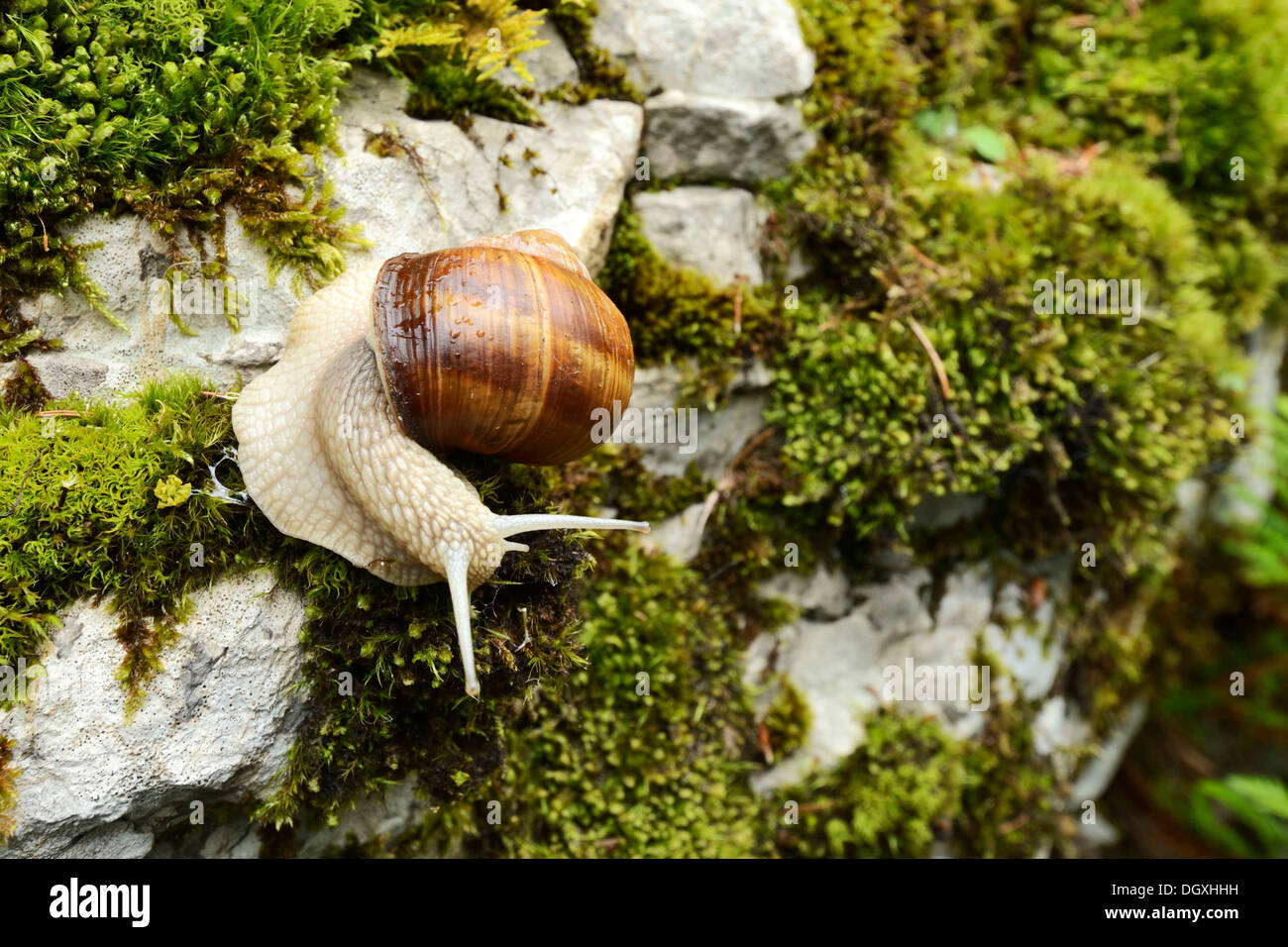 Burgundy snail, Roman snail, edible snail or escargot (Helix pomatia ...