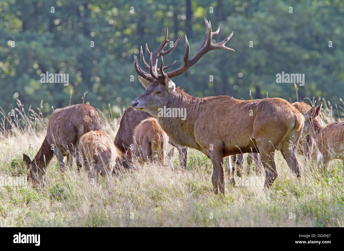 Red deer group hi-res stock photography and images - Alamy
