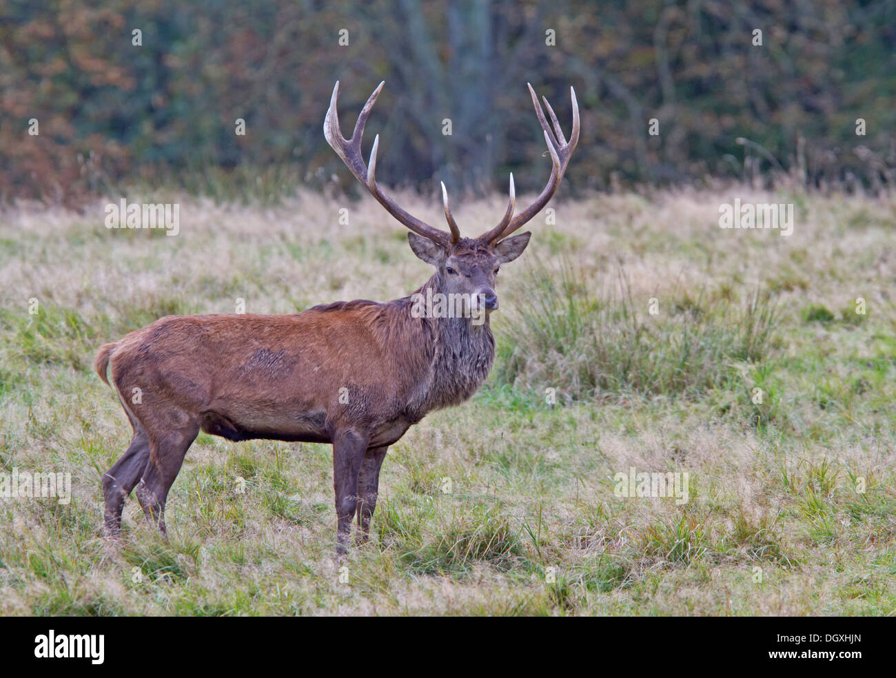 Ciervo cervido hi-res stock photography and images - Alamy