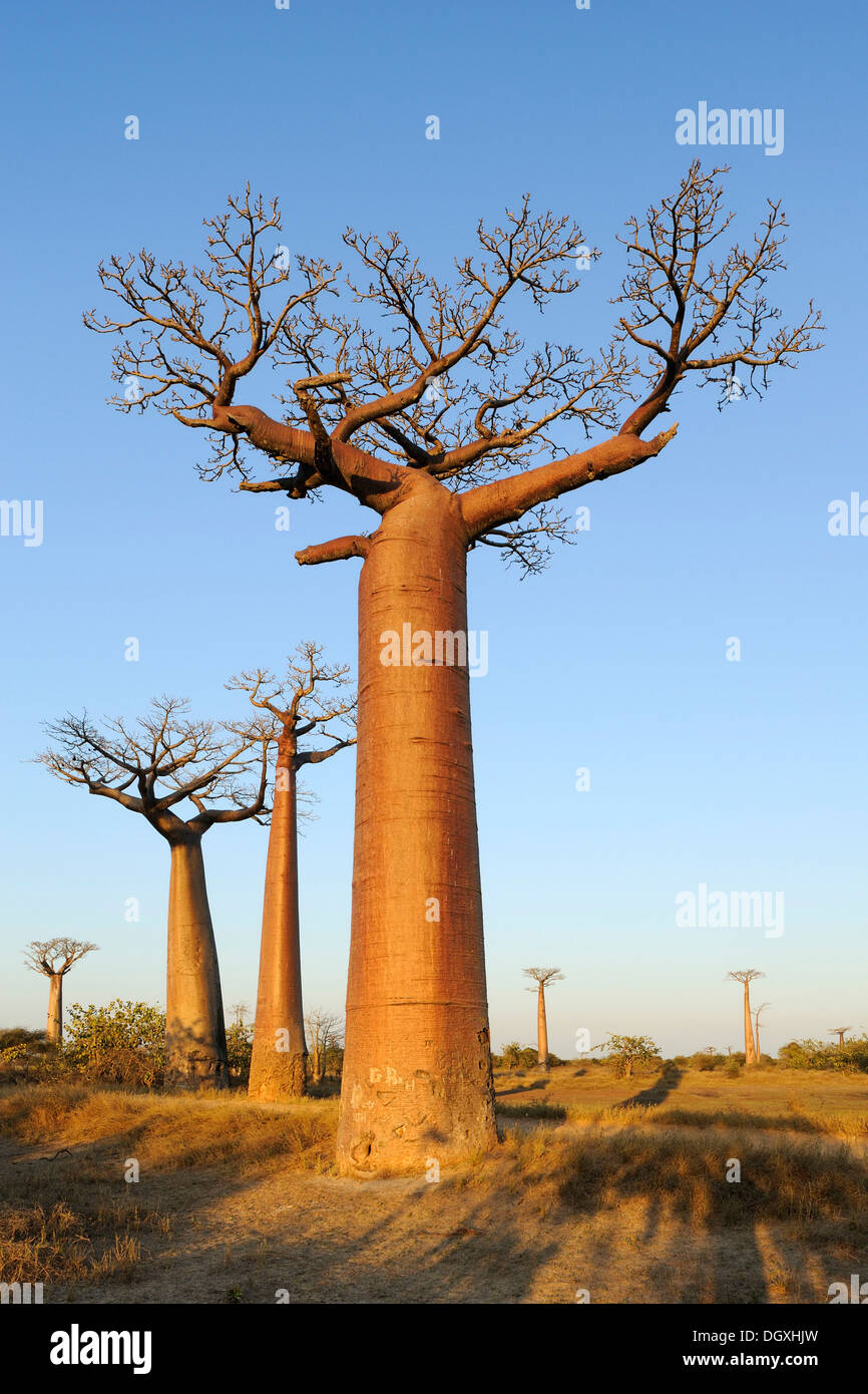 Baobab alley (Adansonia grandidieri), in the evening light, Morondava ...