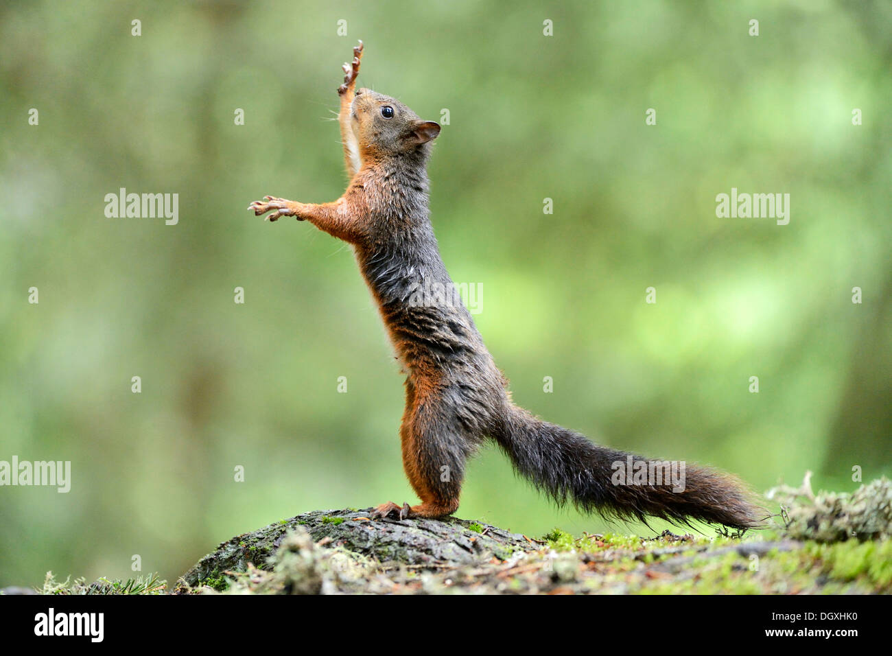 Eurasian red squirrel (Sciurus vulgaris) standing on its hind legs ...