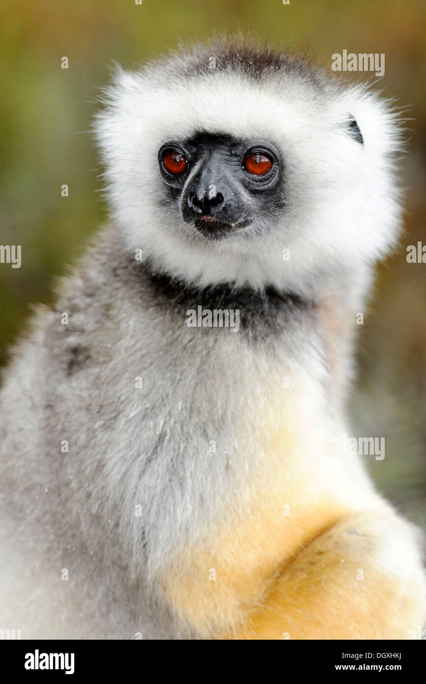Portrait, Diademed Sifaka (Propithecus diadema), Madagascar, Africa ...