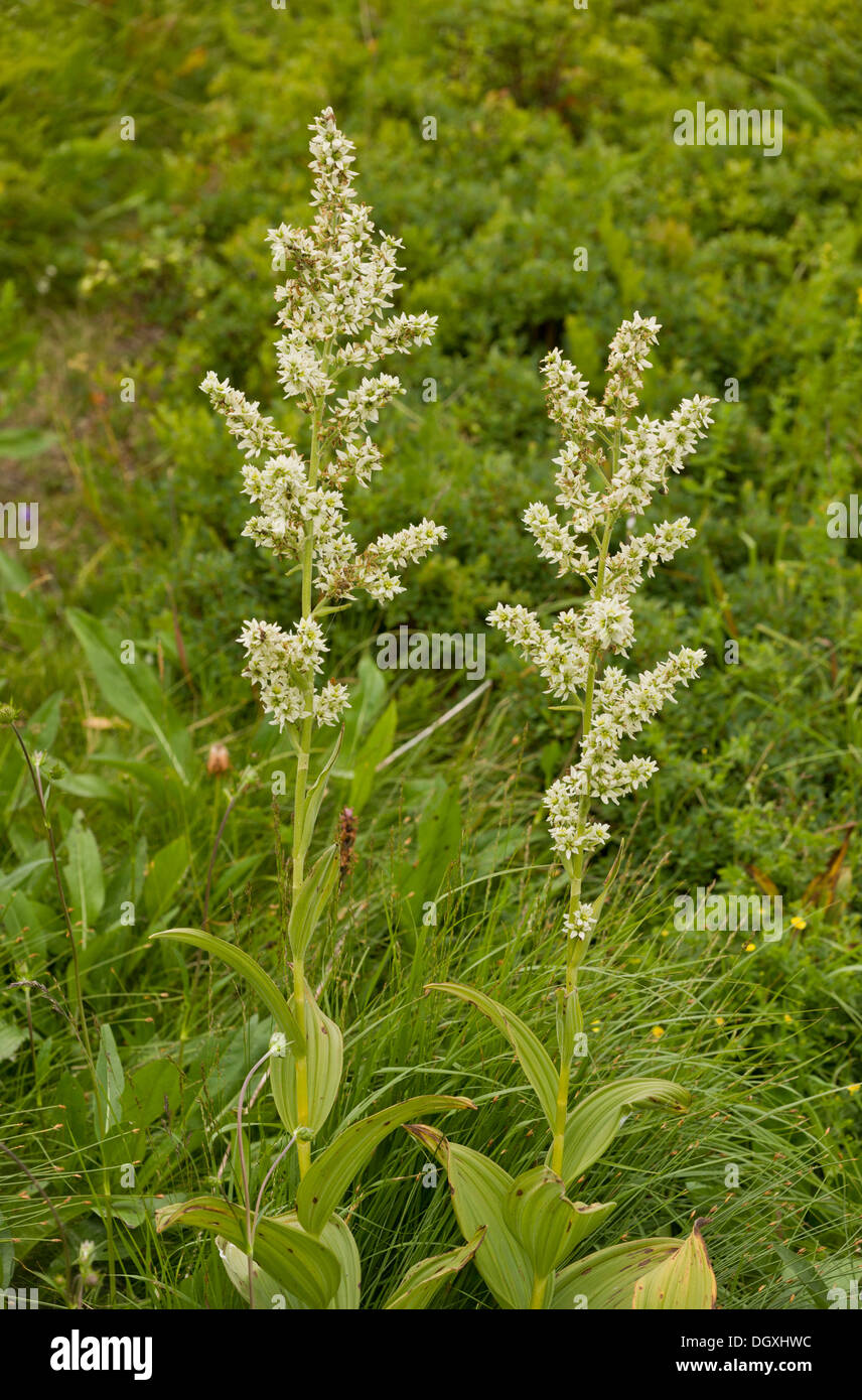 Veratrum Album High Resolution Stock Photography and Images - Alamy