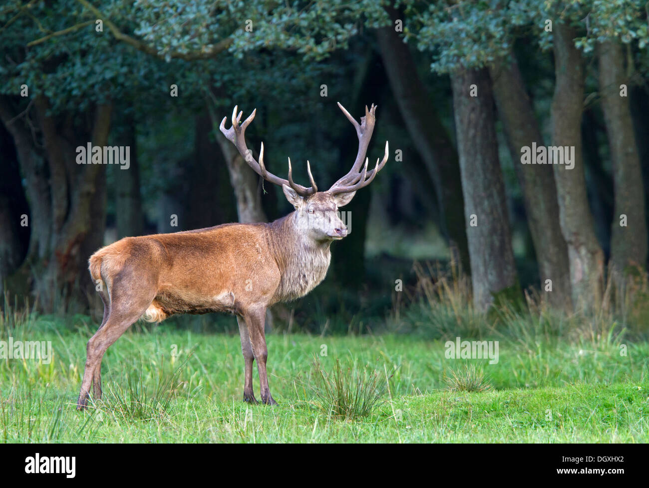 Ciervo cervido hi-res stock photography and images - Alamy