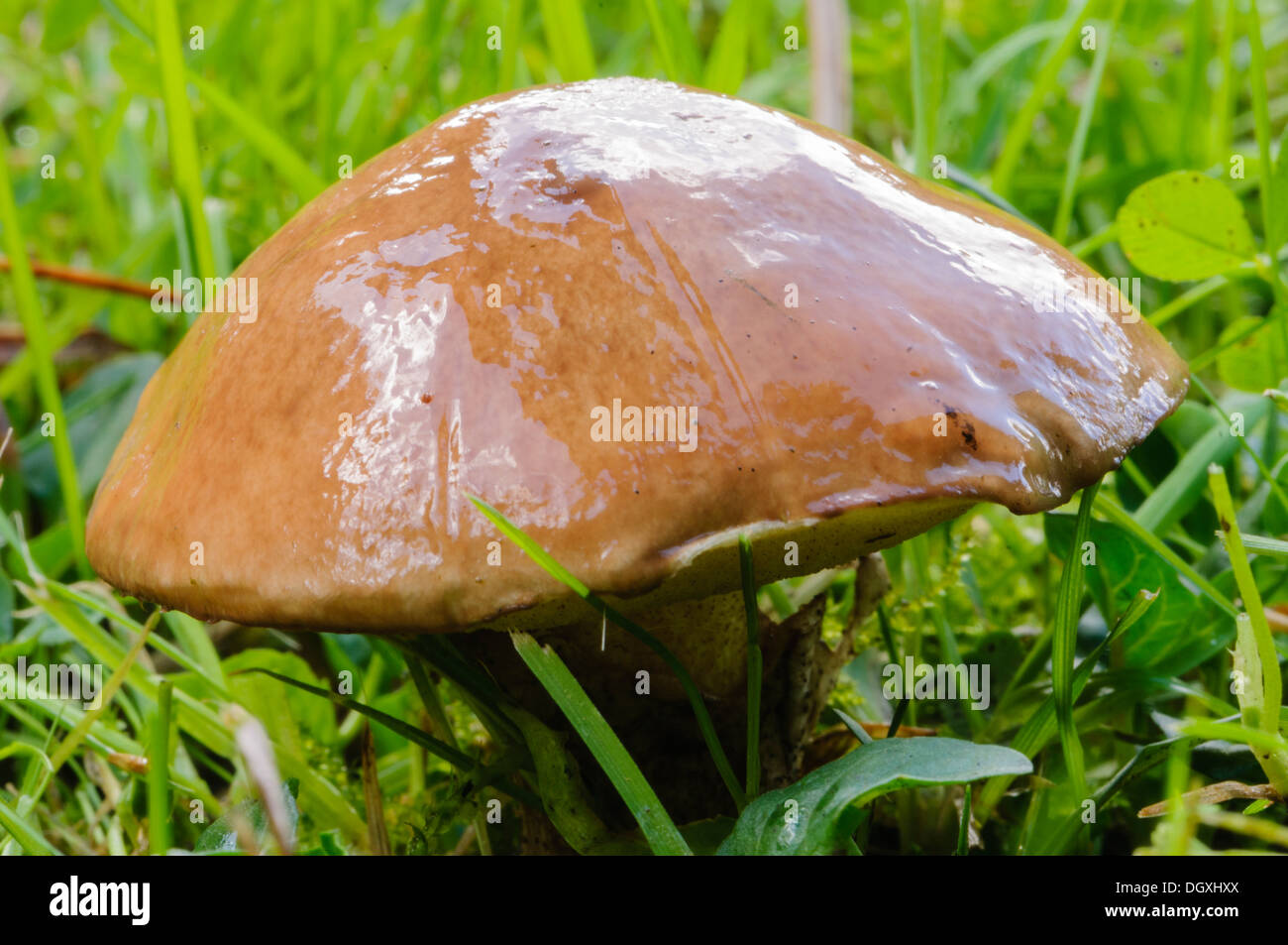 Fungi suillus bovinus hi-res stock photography and images - Alamy